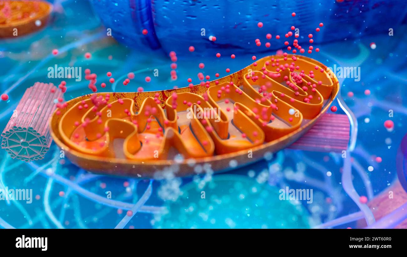 Illustration of an animal cell focusing on a mitochondrion (brown ...
