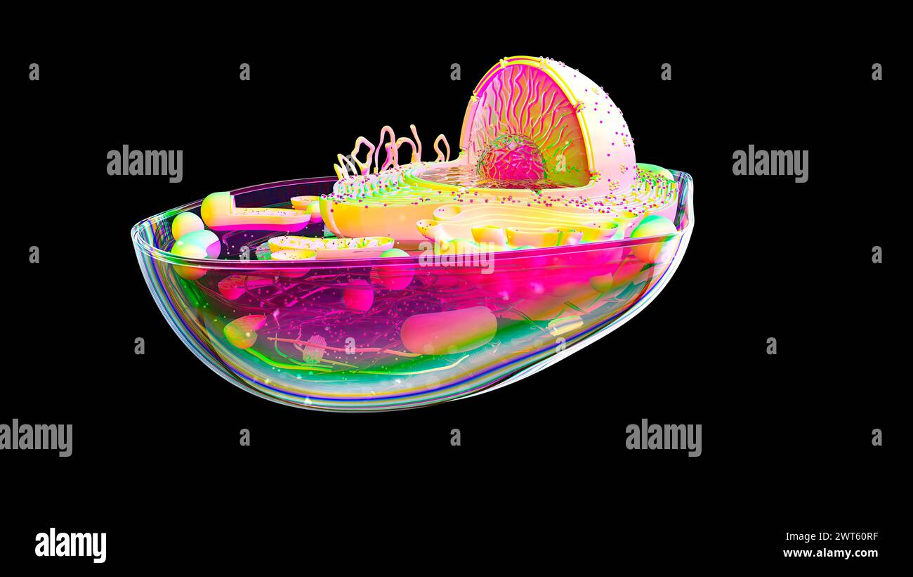 Illustration of the structure of an animal cell. The cell nucleus is ...