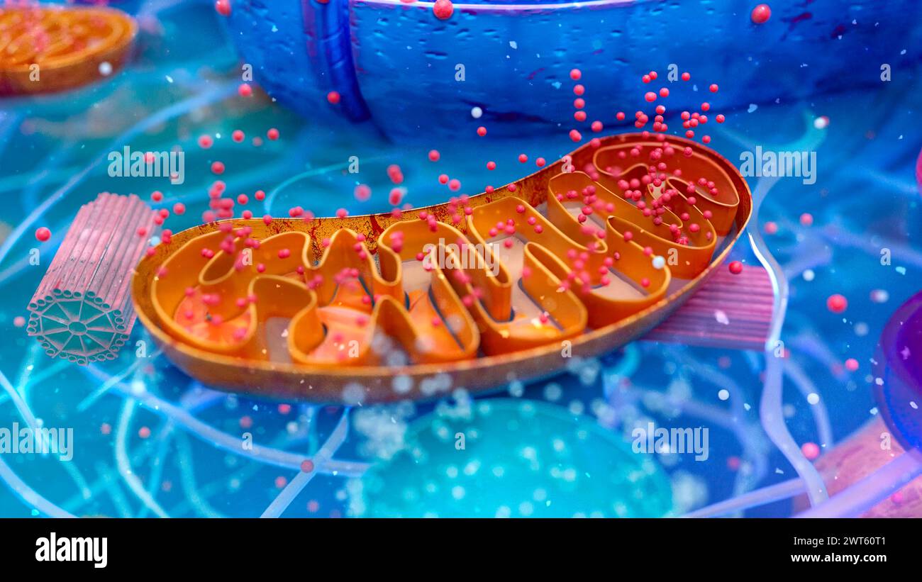 Illustration of an animal cell focusing on a mitochondrion (brown ...