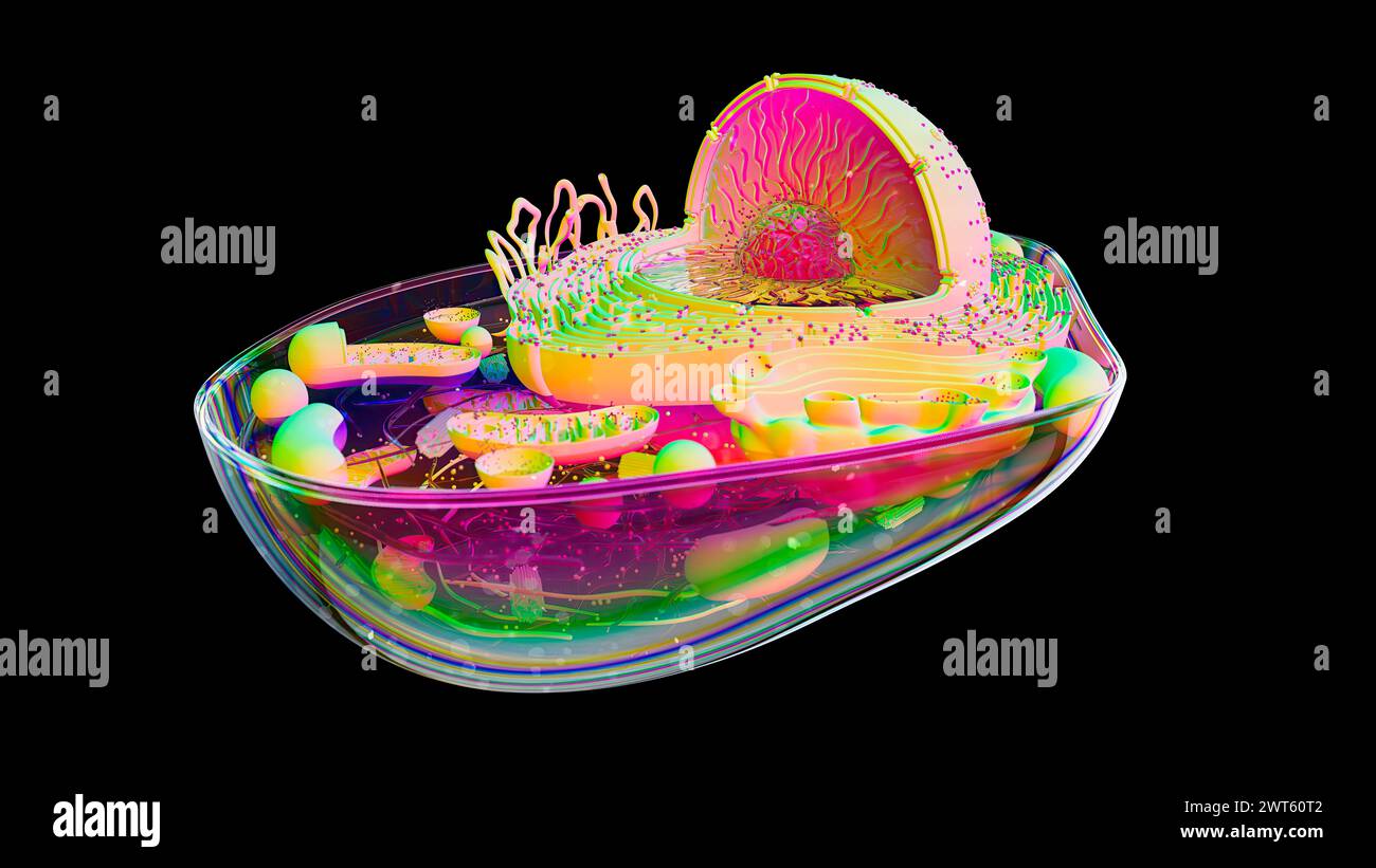 Illustration of the structure of an animal cell. The cell nucleus is ...