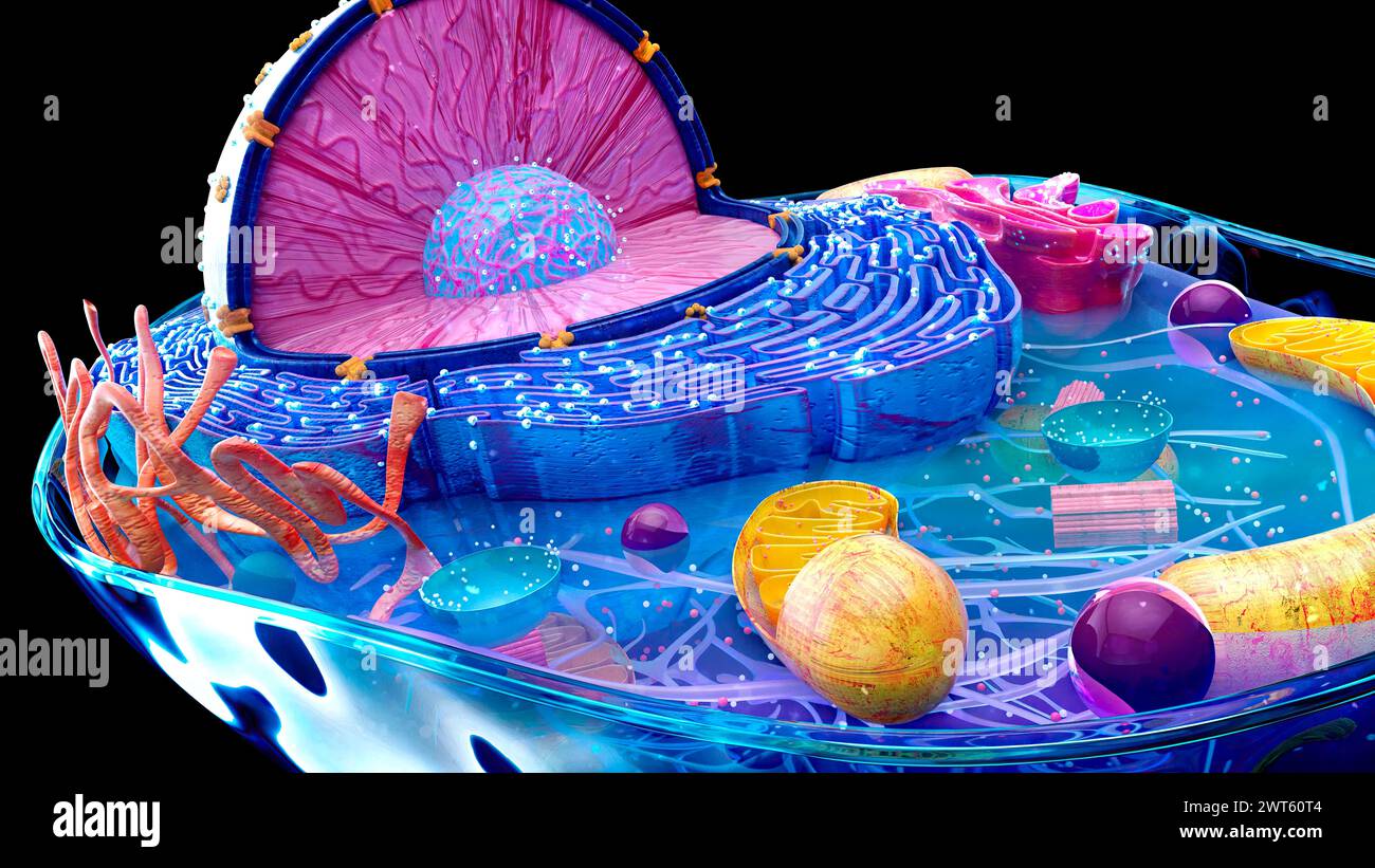 Illustration of the structure of an animal cell. The cell nucleus is ...