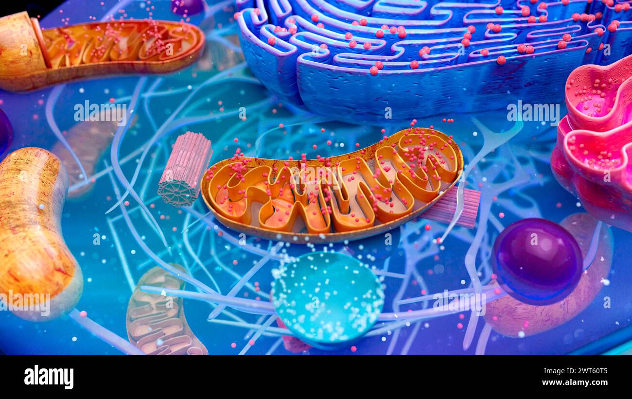 Illustration of an animal cell focusing on a mitochondrion (brown ...
