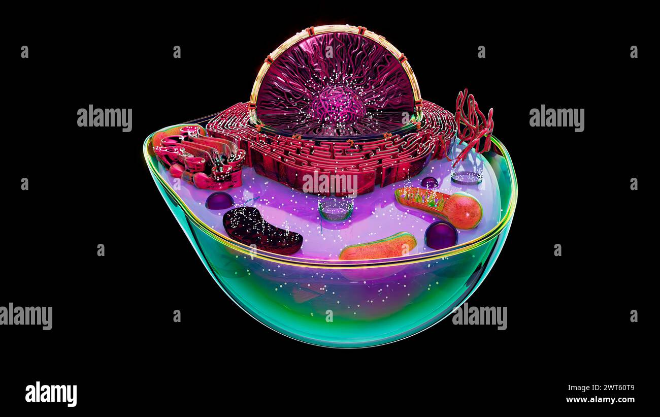 Illustration of the structure of an animal cell. The cell nucleus is ...