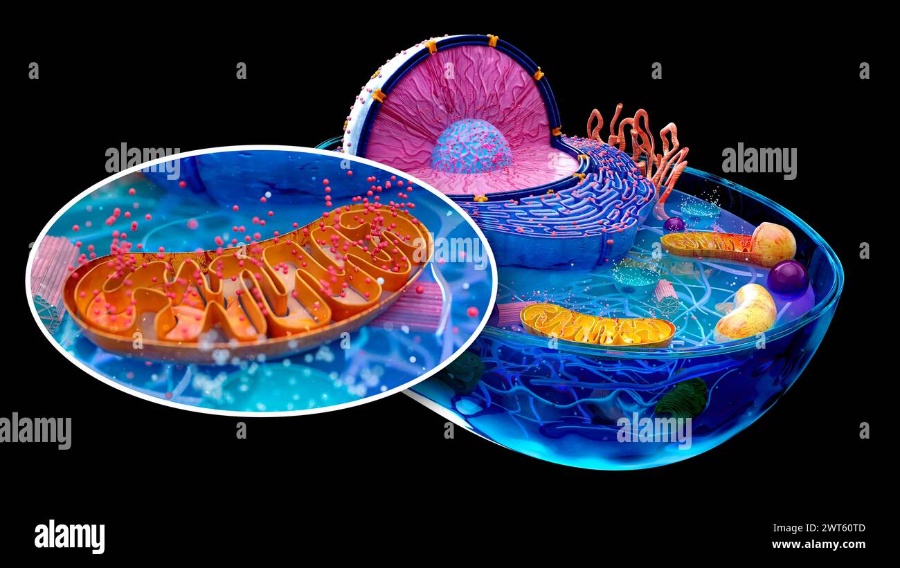Illustration of an animal cell with an inset of a mitochondrion (brown ...