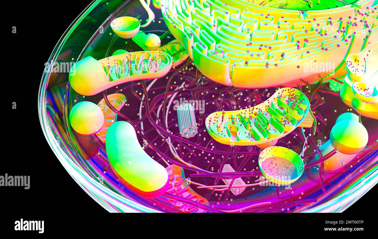 Ribosomes hi-res stock photography and images - Alamy