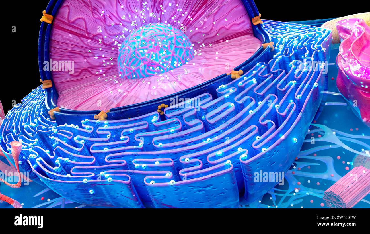 Ribosomes cell hi-res stock photography and images - Alamy