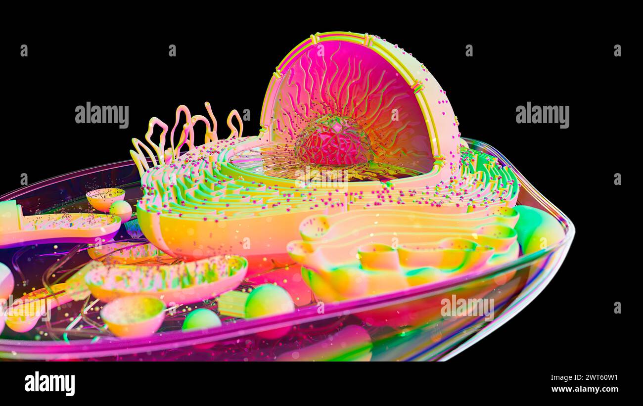Illustration of the structure of an animal cell. The cell nucleus is ...