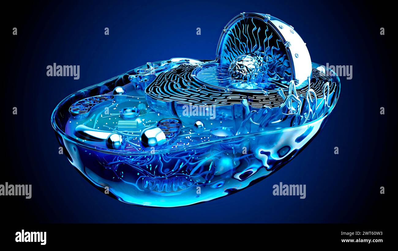 Illustration of the structure of an animal cell. The cell nucleus is ...