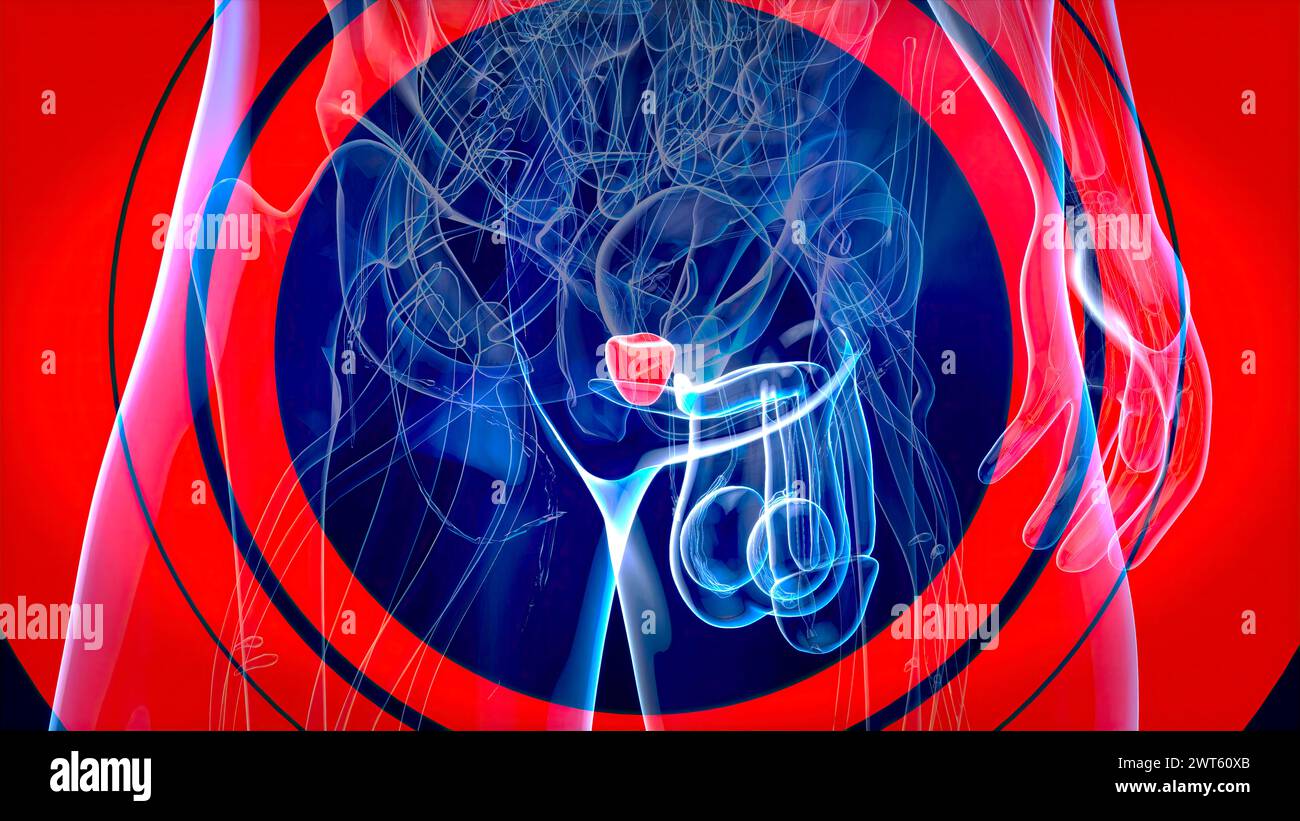 Normal prostate hi-res stock photography and images - Alamy