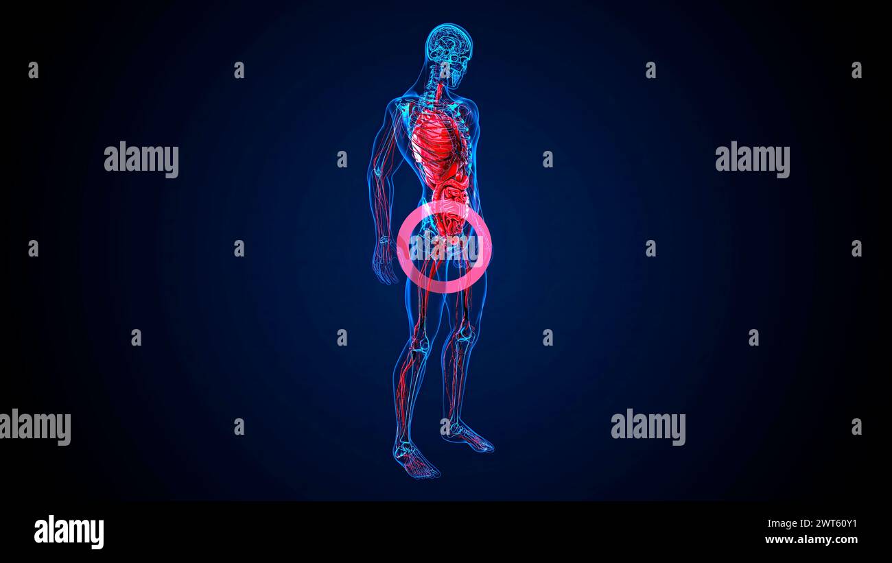 Male anatomy, illustration Stock Photo - Alamy