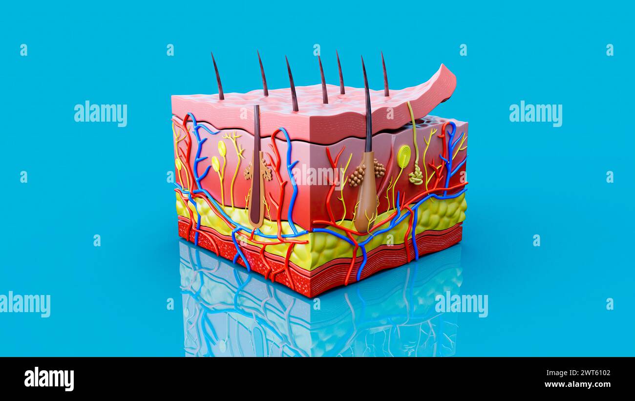Illustration showing the anatomy of human skin. The skin layers include ...