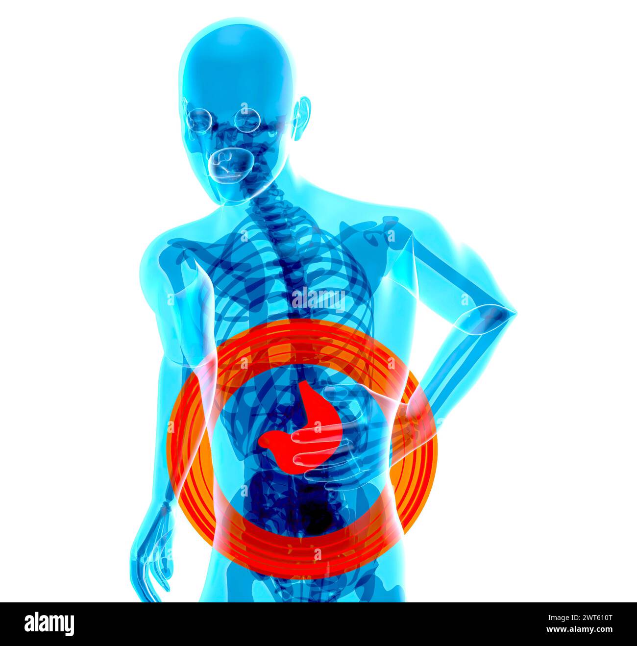 Stomach, conceptual illustration Stock Photo - Alamy