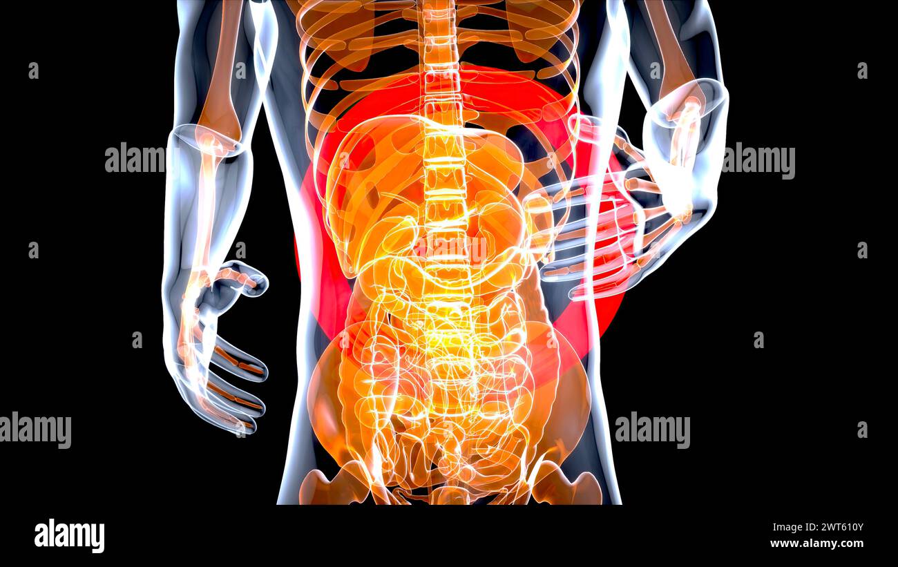 Female abdominal and pelvic organs, conceptual illustration Stock Photo ...
