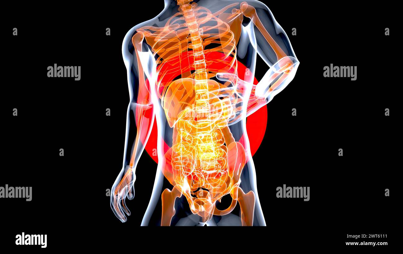 Female abdominal and pelvic organs, conceptual illustration Stock Photo ...