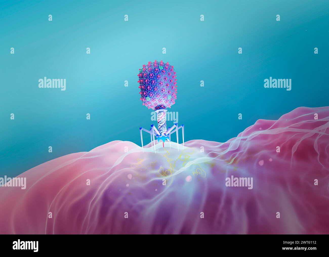 Illustration of an Escherichia virus T4 bacteriophage on an E. coli bacterium. The bacteriophage ...