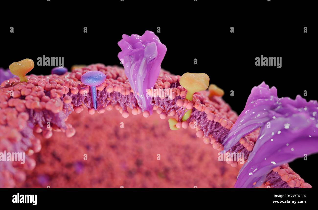 Illustration of the lipid membrane of a coronavirus with the envelope ...