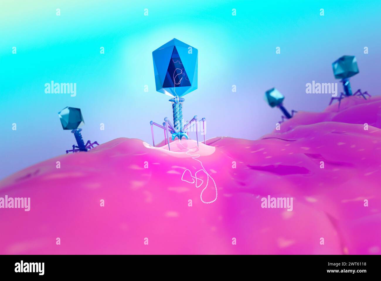 Illustration of an Escherichia virus T4 bacteriophage on an E. coli ...