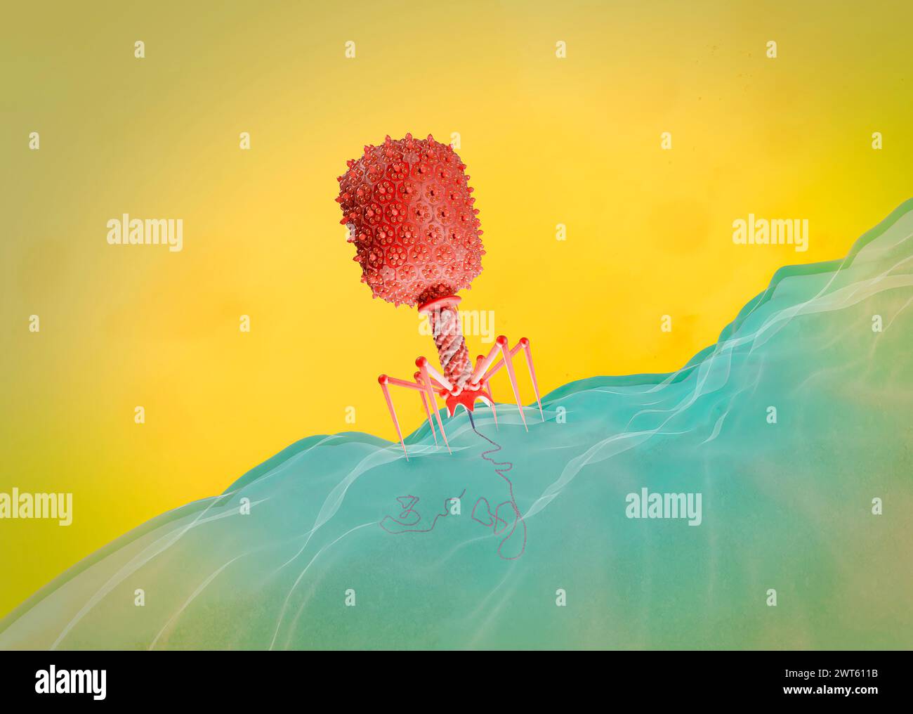 Illustration of an Escherichia virus T4 bacteriophage on an E. coli ...