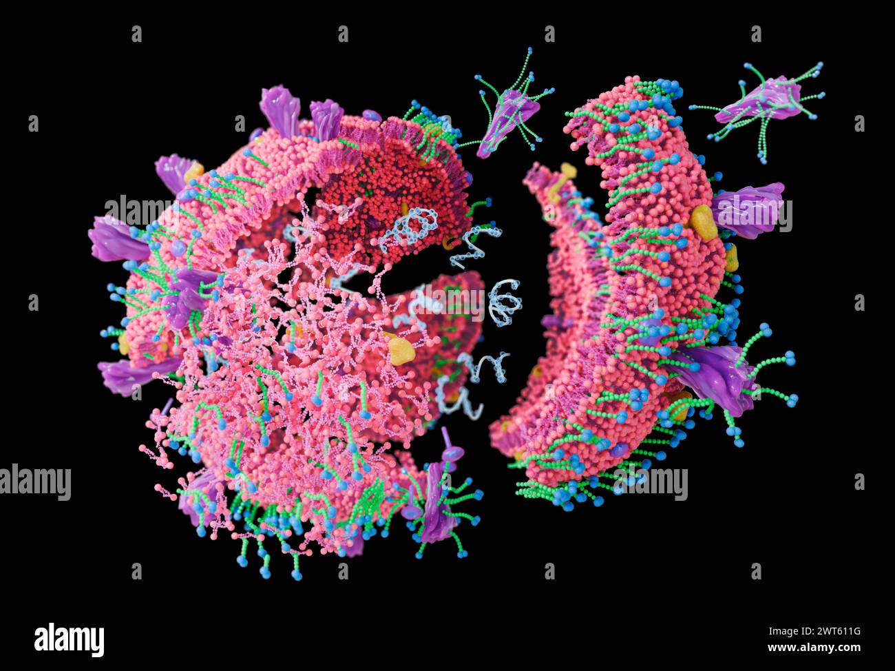 Soap molecules destroying a coronavirus, conceptual illustration. Soap ...