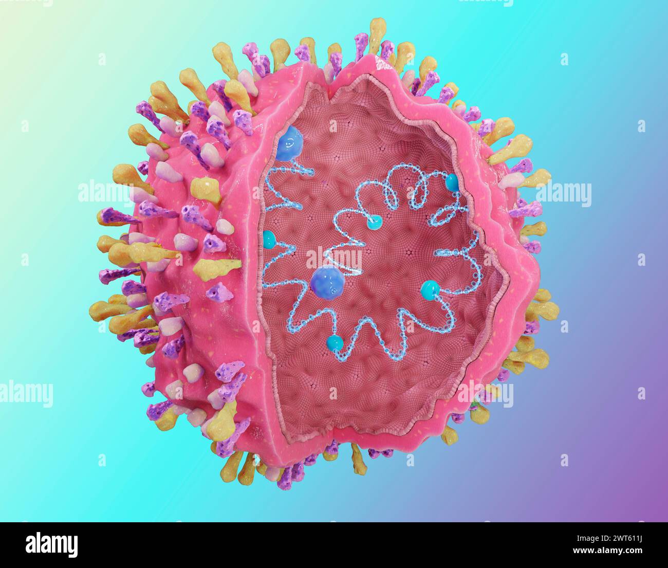 Pneumovirus hi-res stock photography and images - Alamy