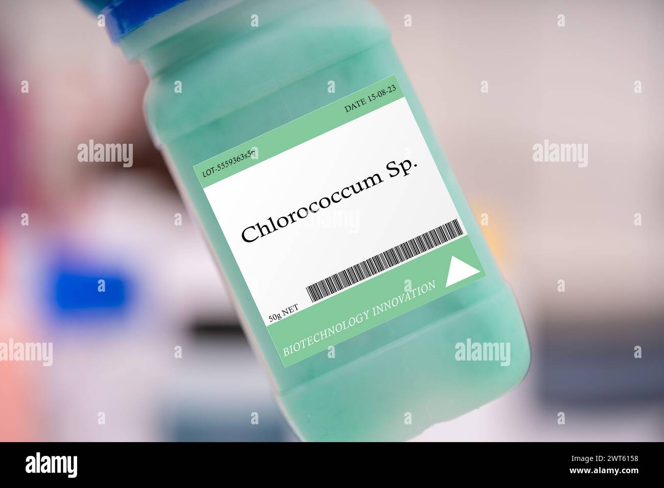 Chlorococcum sp. microalgae. Used for wastewater treatment and biofuel ...