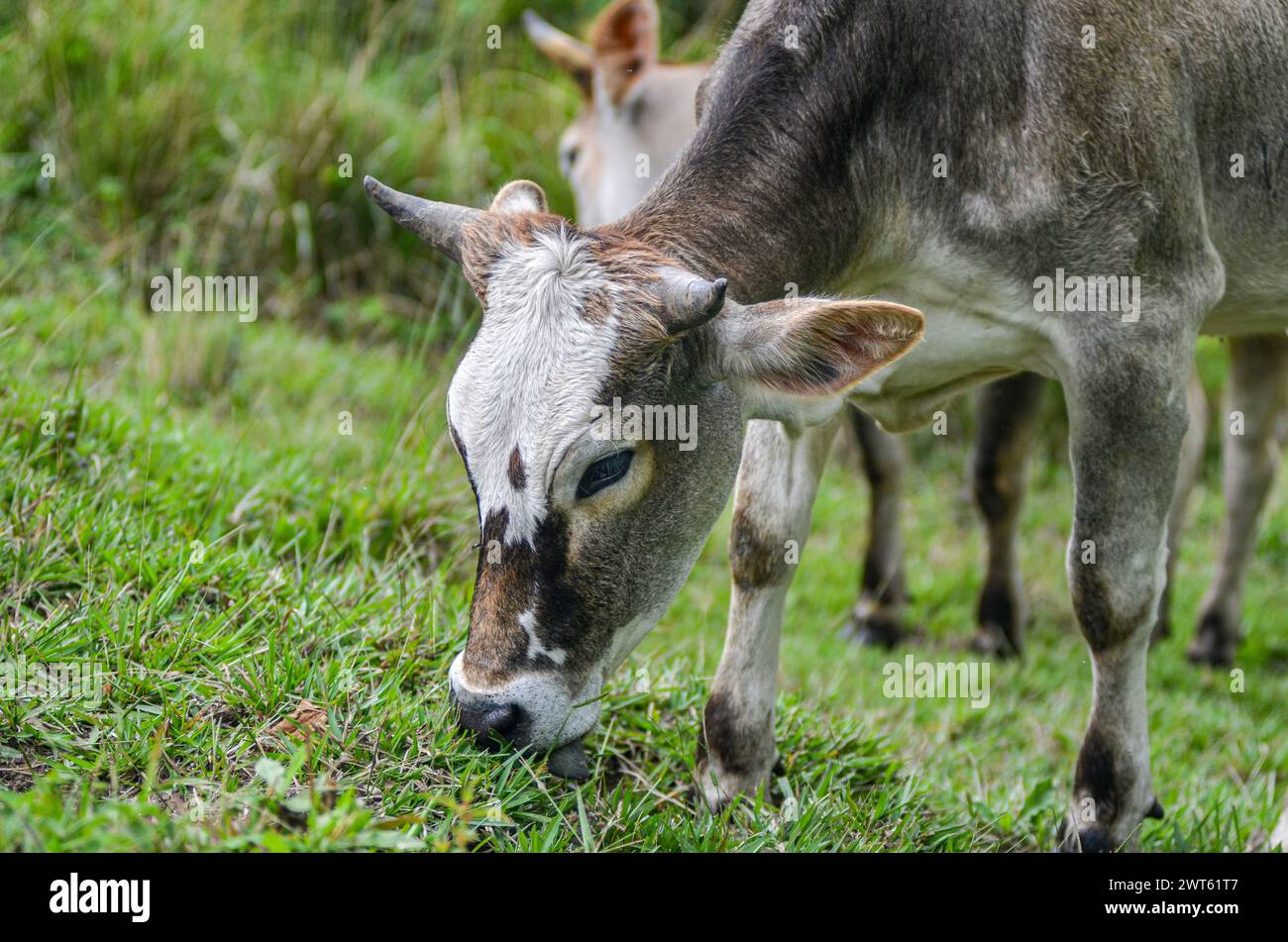 black and white cow eating grass in a very nice and very green meadow ...