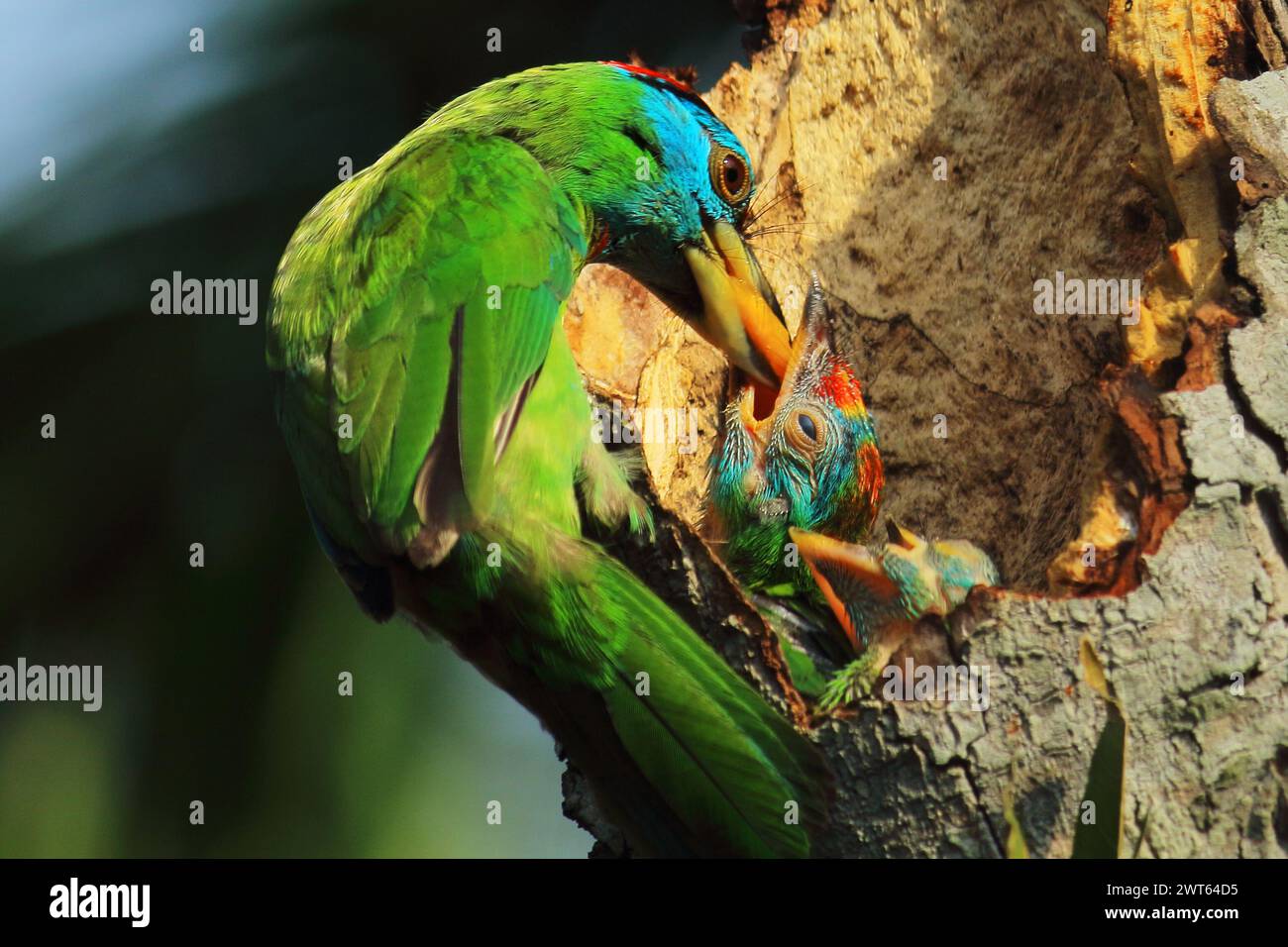 beautiful and colorful blue throated barbet bird (psilopogon asiaticus ...