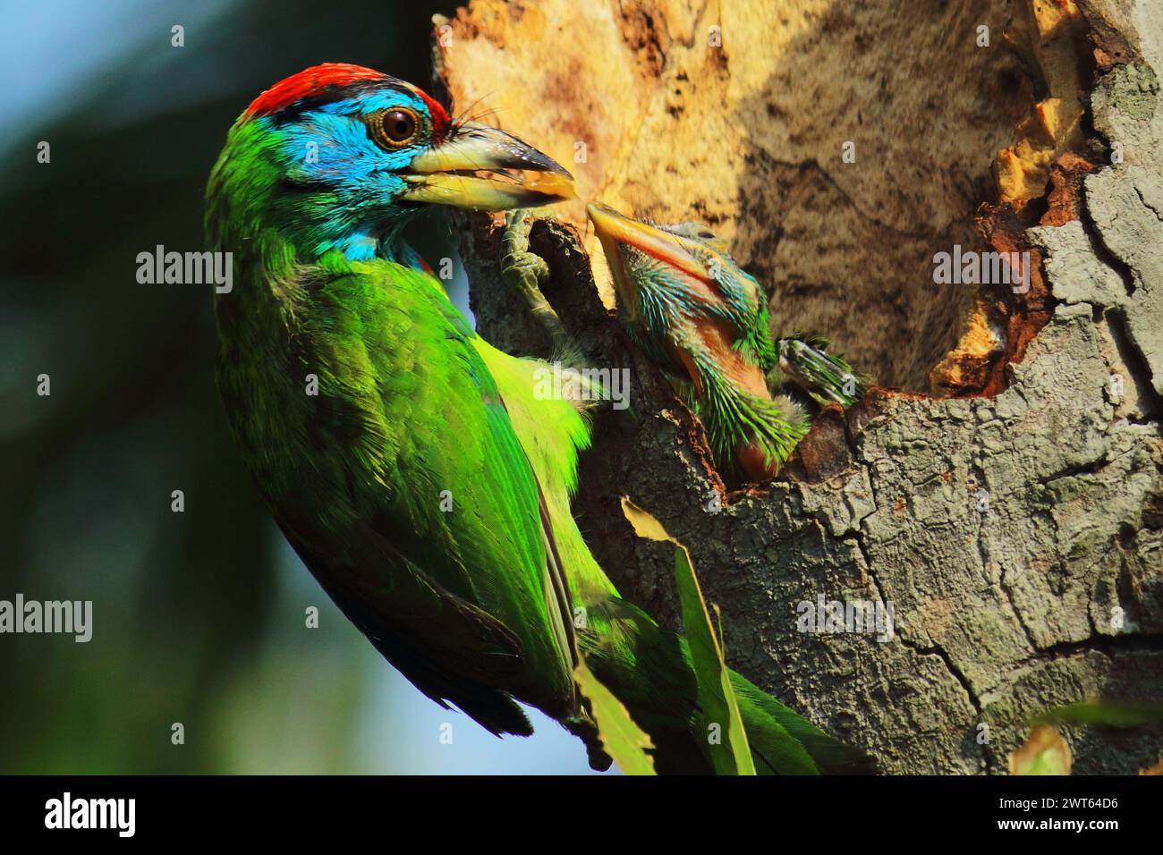 beautiful and colorful blue throated barbet bird (psilopogon asiaticus ...