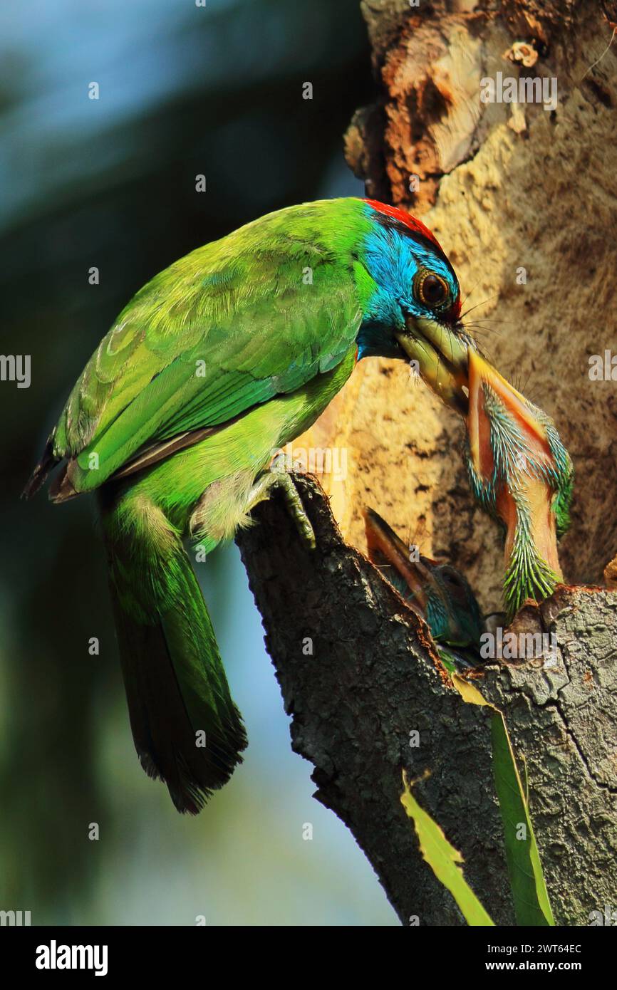 beautiful and colorful blue throated barbet bird (psilopogon asiaticus ...