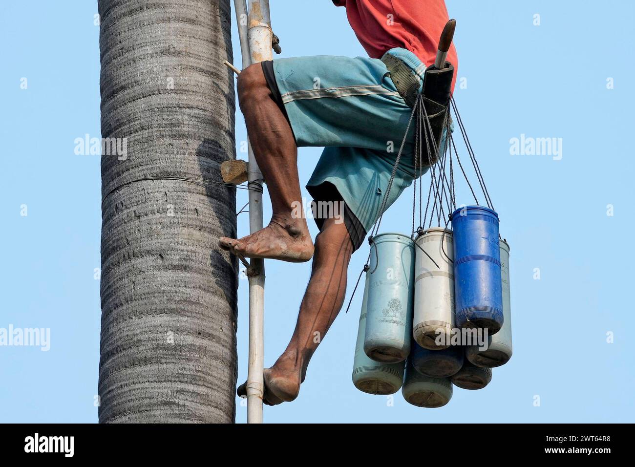Chin Choeun, 54, climbs down a palm tree with sap collected at Trapang ...