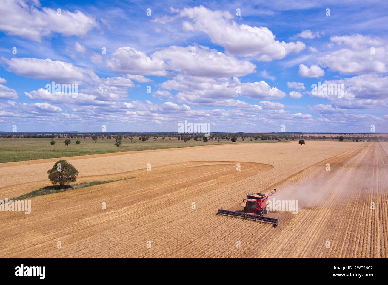 Aerial of combine harvester wheat harvesting Wallumbilla on the Maranoa ...