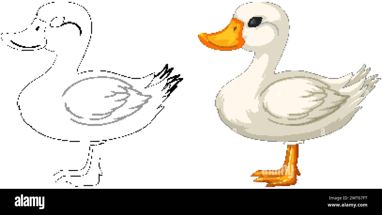 Two stages of duck drawing, sketch and colored Stock Vector Image & Art ...