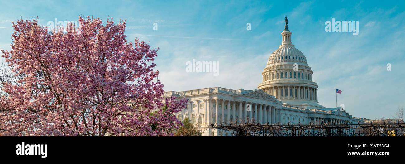 Capitol building near spring blossom magnolia tree. US National Capitol ...