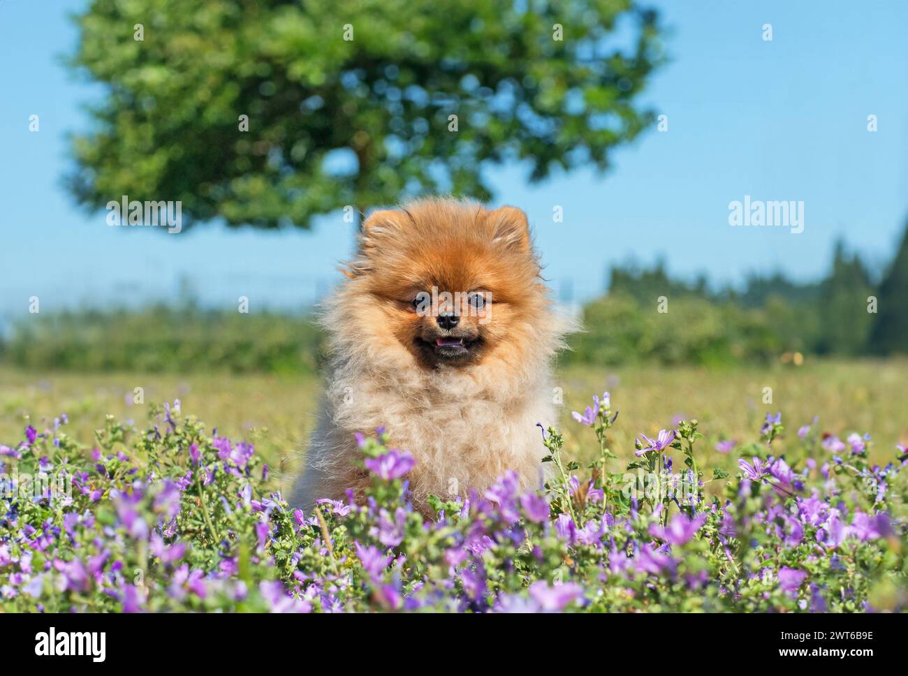 Light brown pomeranian spitz hi-res stock photography and images - Alamy