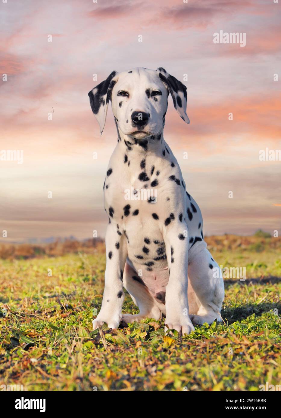 young puppy dalmatian sitting free in nature Stock Photo - Alamy