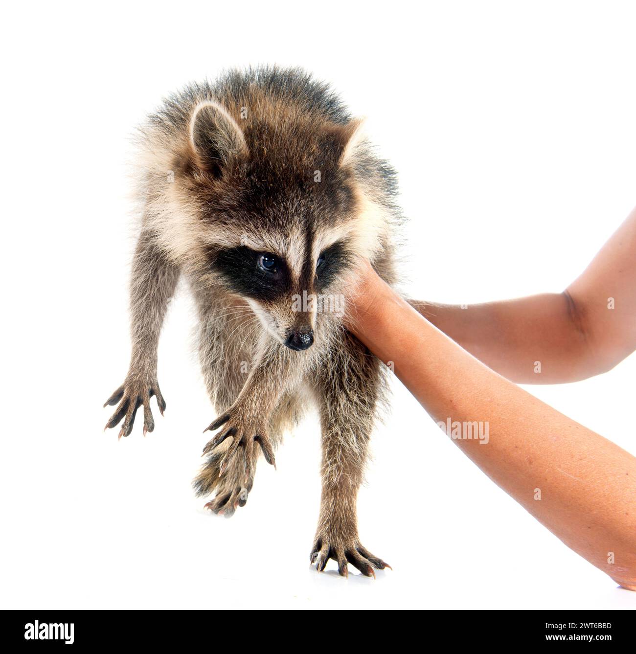 young raccoon in front of white background Stock Photo - Alamy