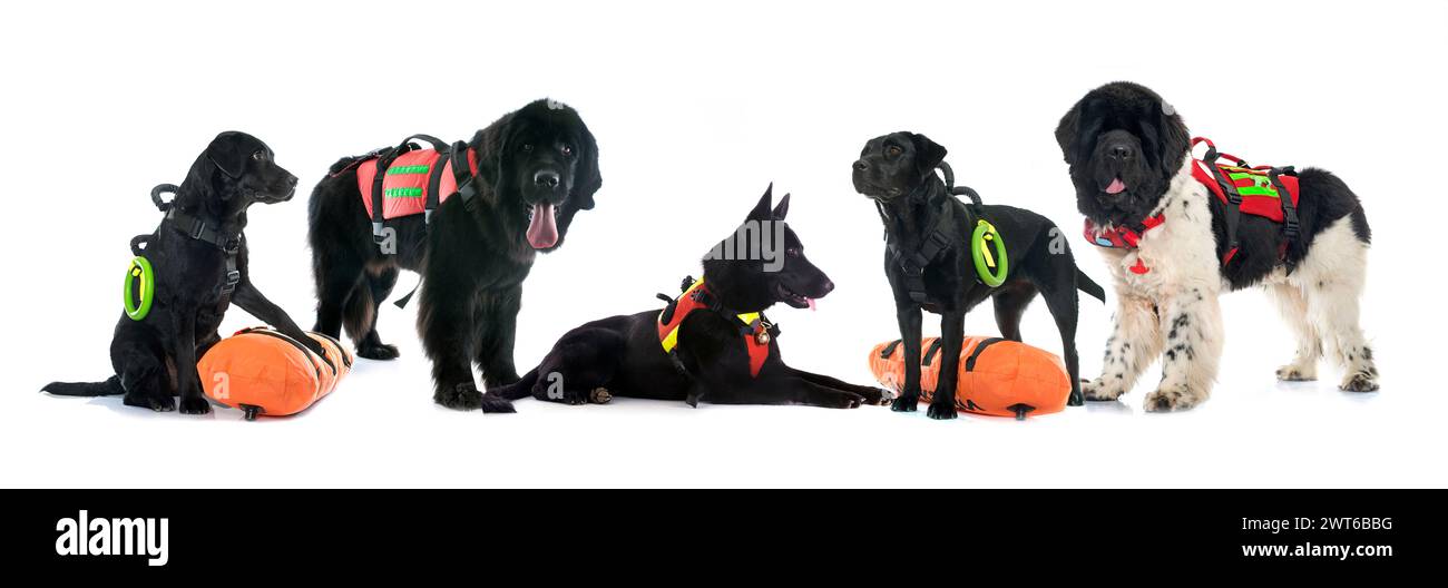 rescue brave dogs in front of white background Stock Photo - Alamy