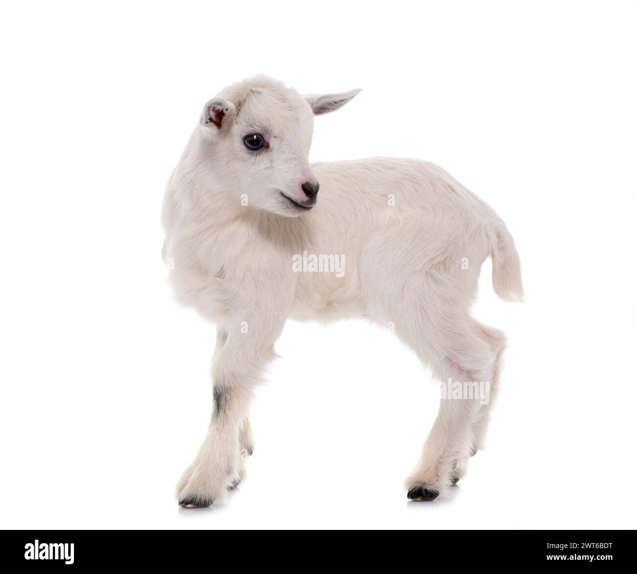Farmer goat Cut Out Stock Images & Pictures - Alamy
