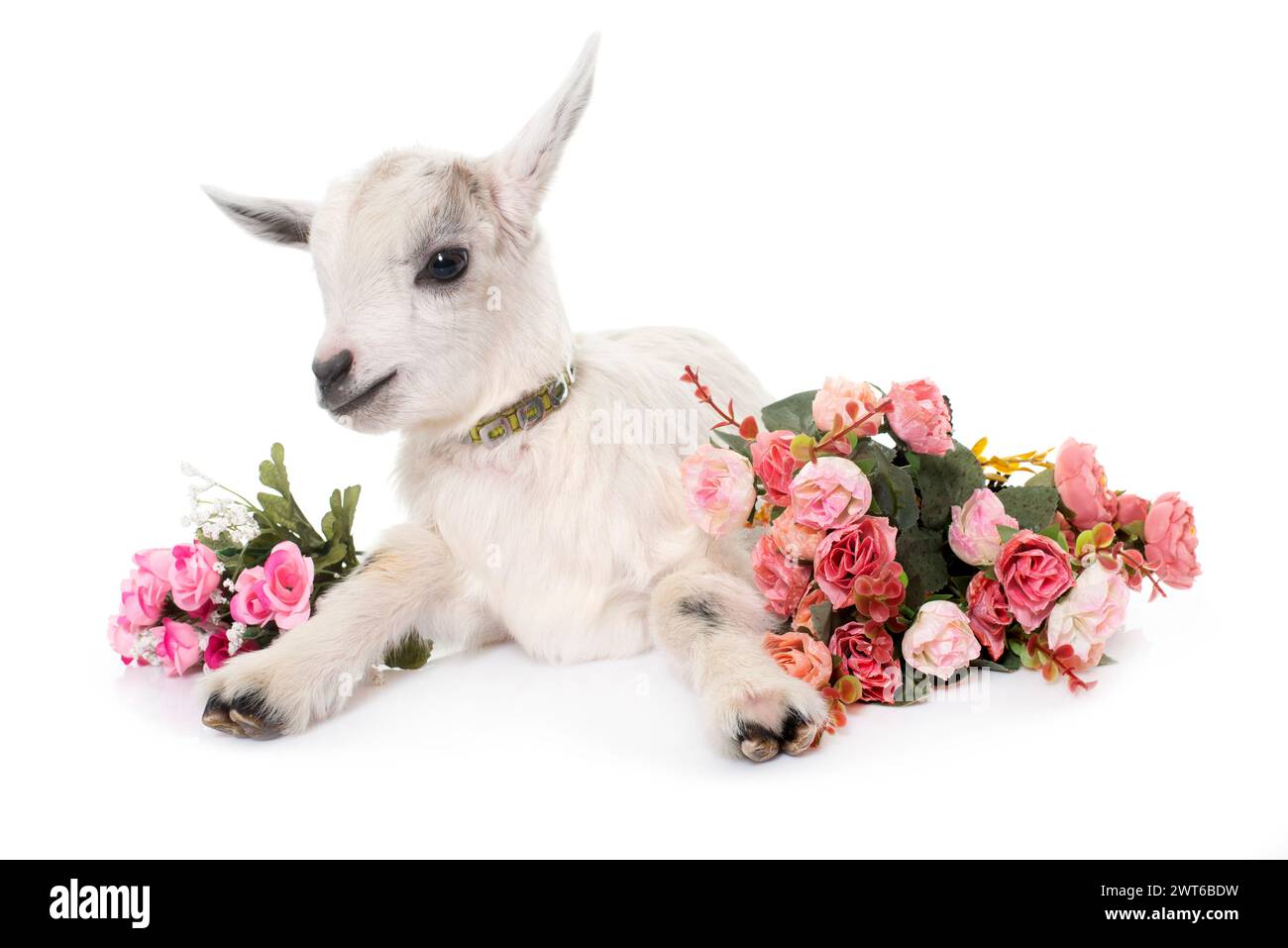 baby goat in front of white background Stock Photo - Alamy
