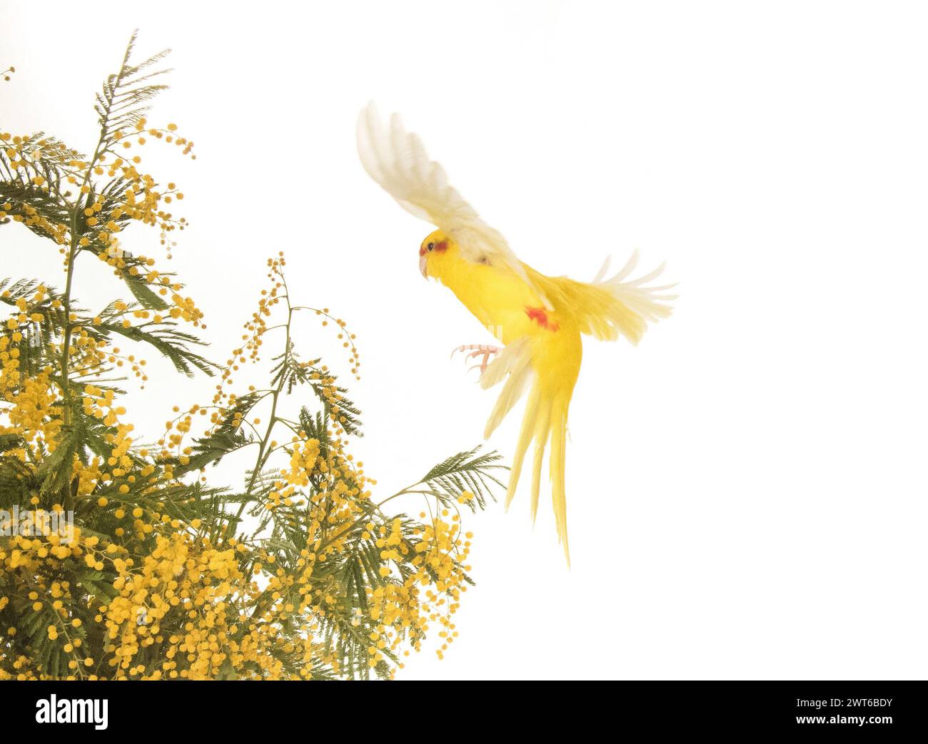 Red-fronted Kakariki parakeet in front of white background Stock Photo ...