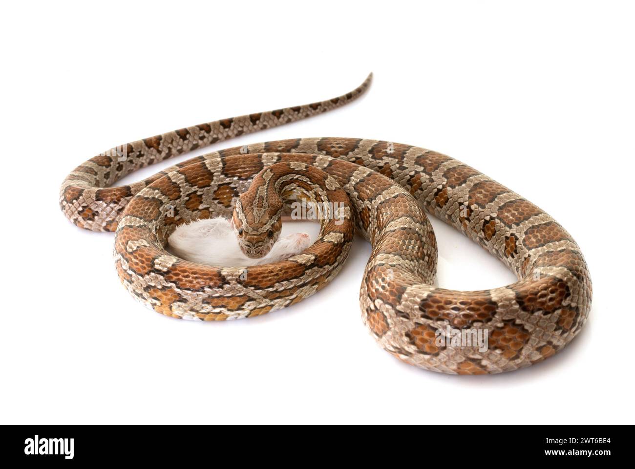 corn snake eating mouse in front of white background Stock Photo - Alamy