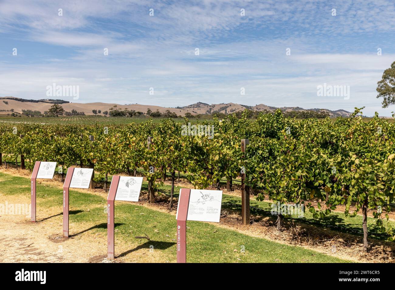 Barossa Valley,South Australia, Jacobs Creek vineyards at Rowland Flat ...