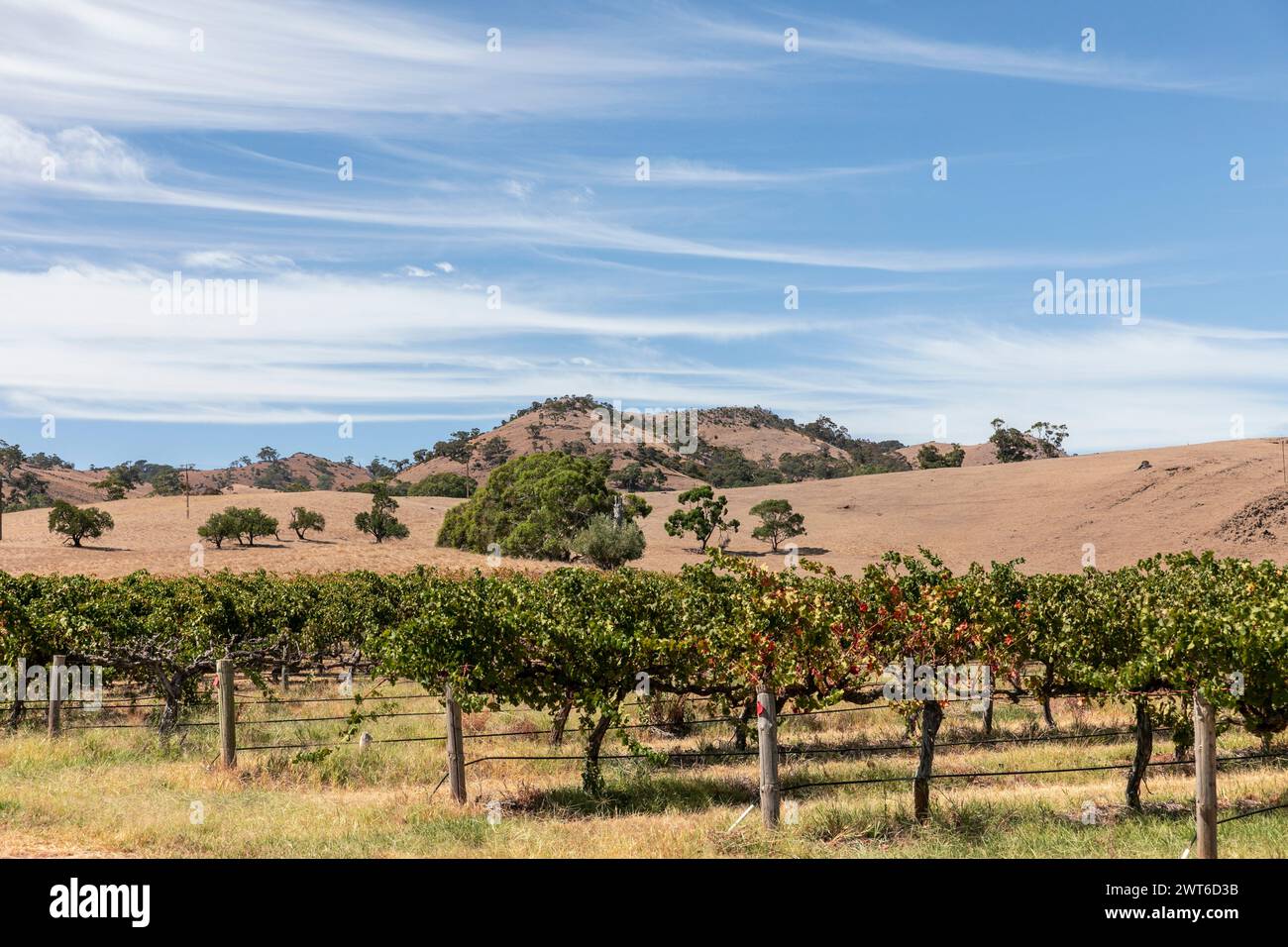 Landscape of Barossa Valley South Australia, Australia's oldest wine ...