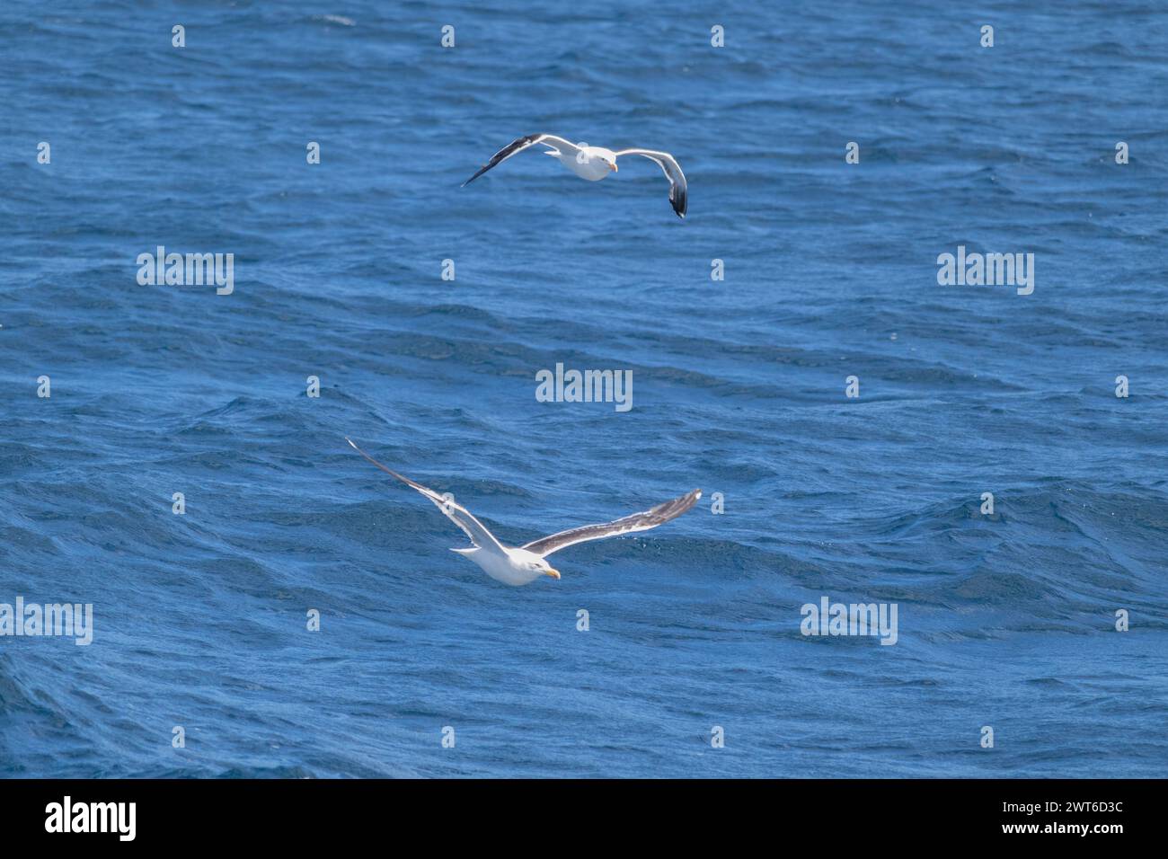 Two Kelp gulls (larus dominicanus) flying together over pacific waves ...
