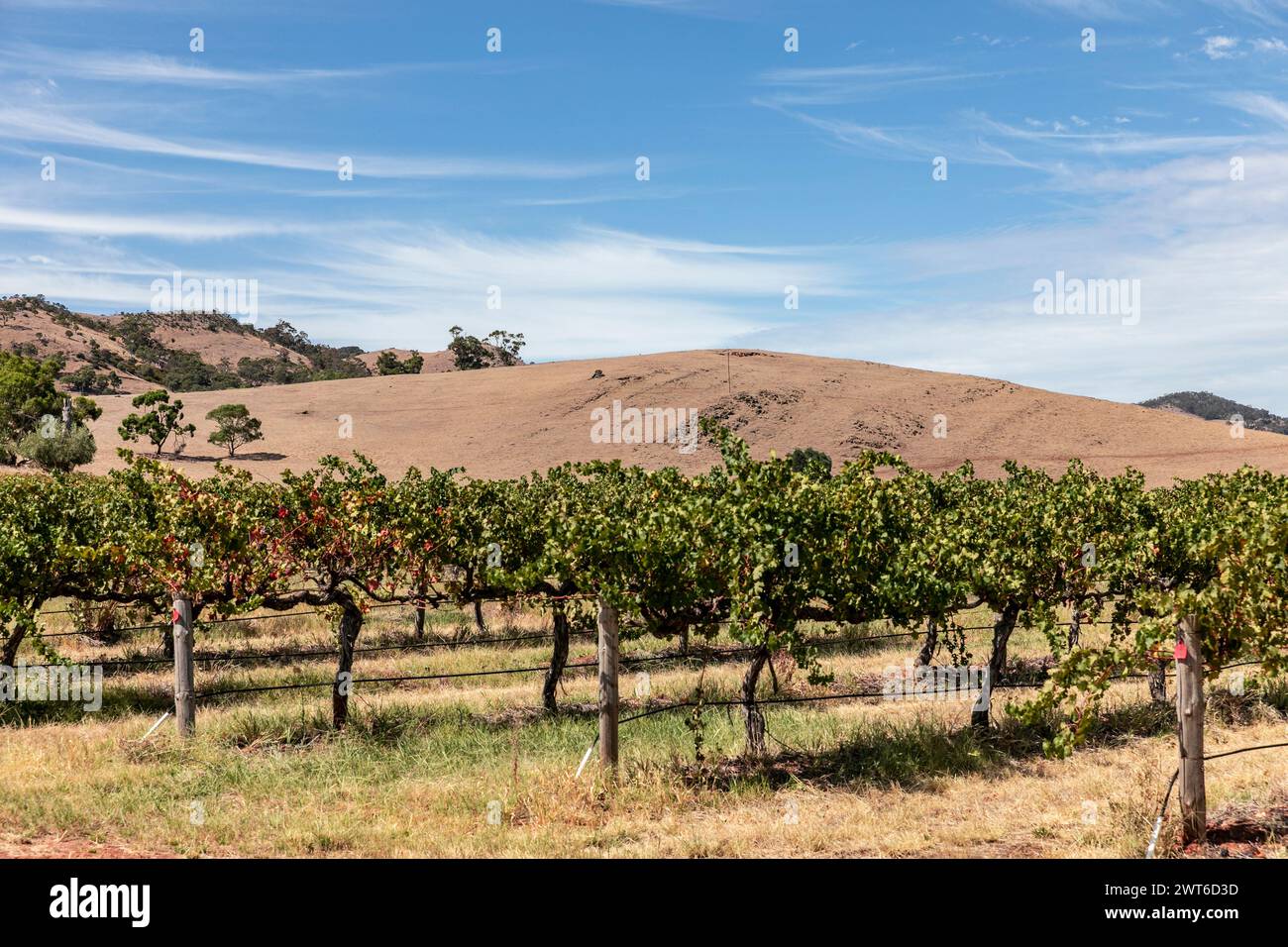 Landscape of Barossa Valley South Australia, Australia's oldest wine ...