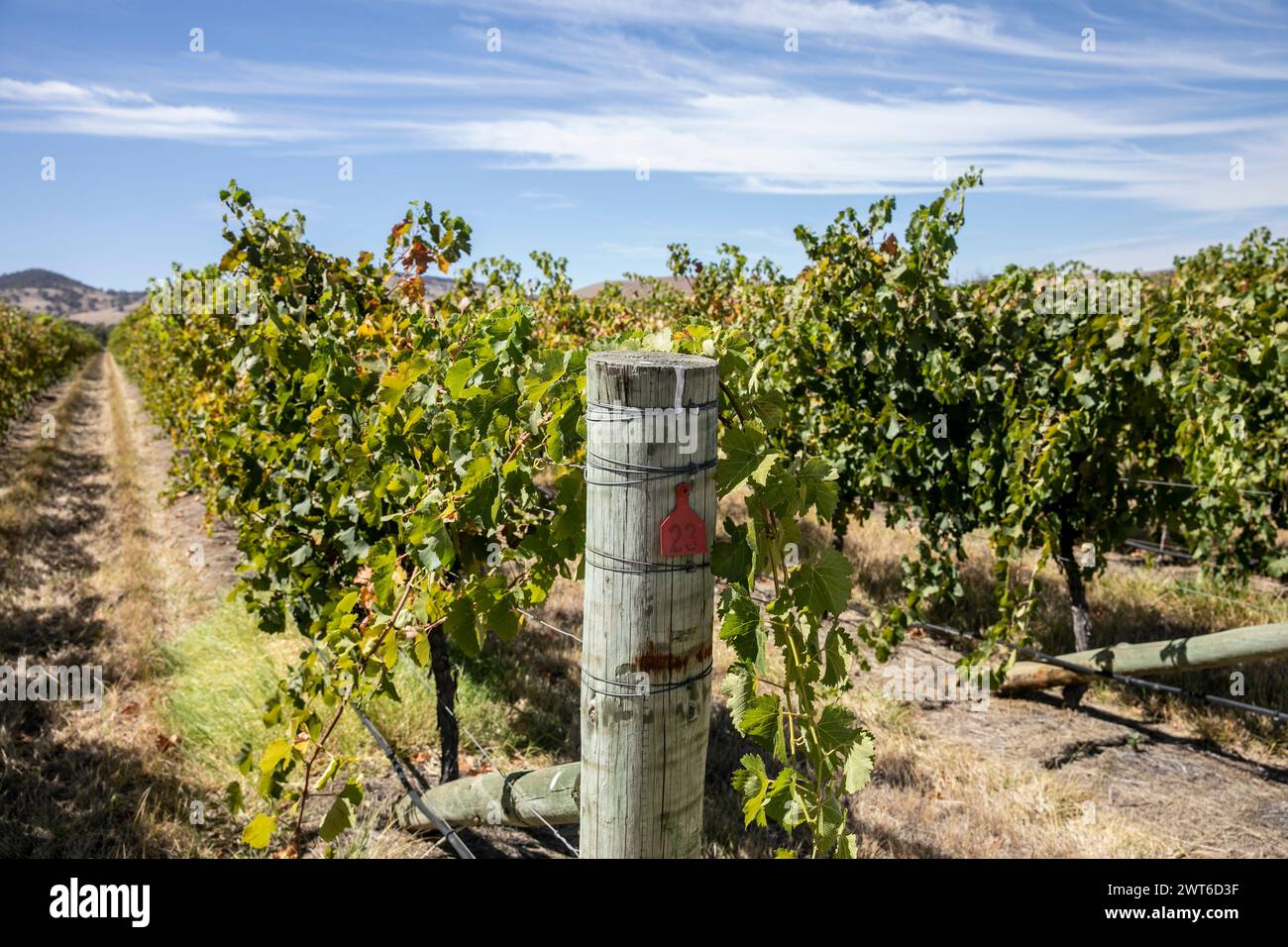 Barossa Valley South Australia, famous wine region with vineyards of grapes growing in the March ...