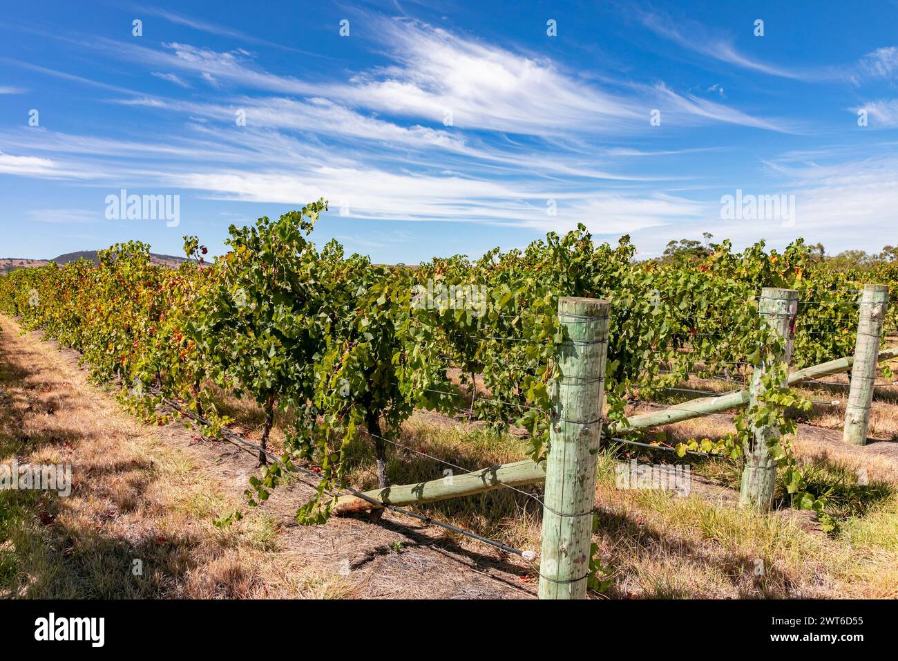 Barossa Valley South Australia, famous wine region with vineyards of grapes growing in the March ...