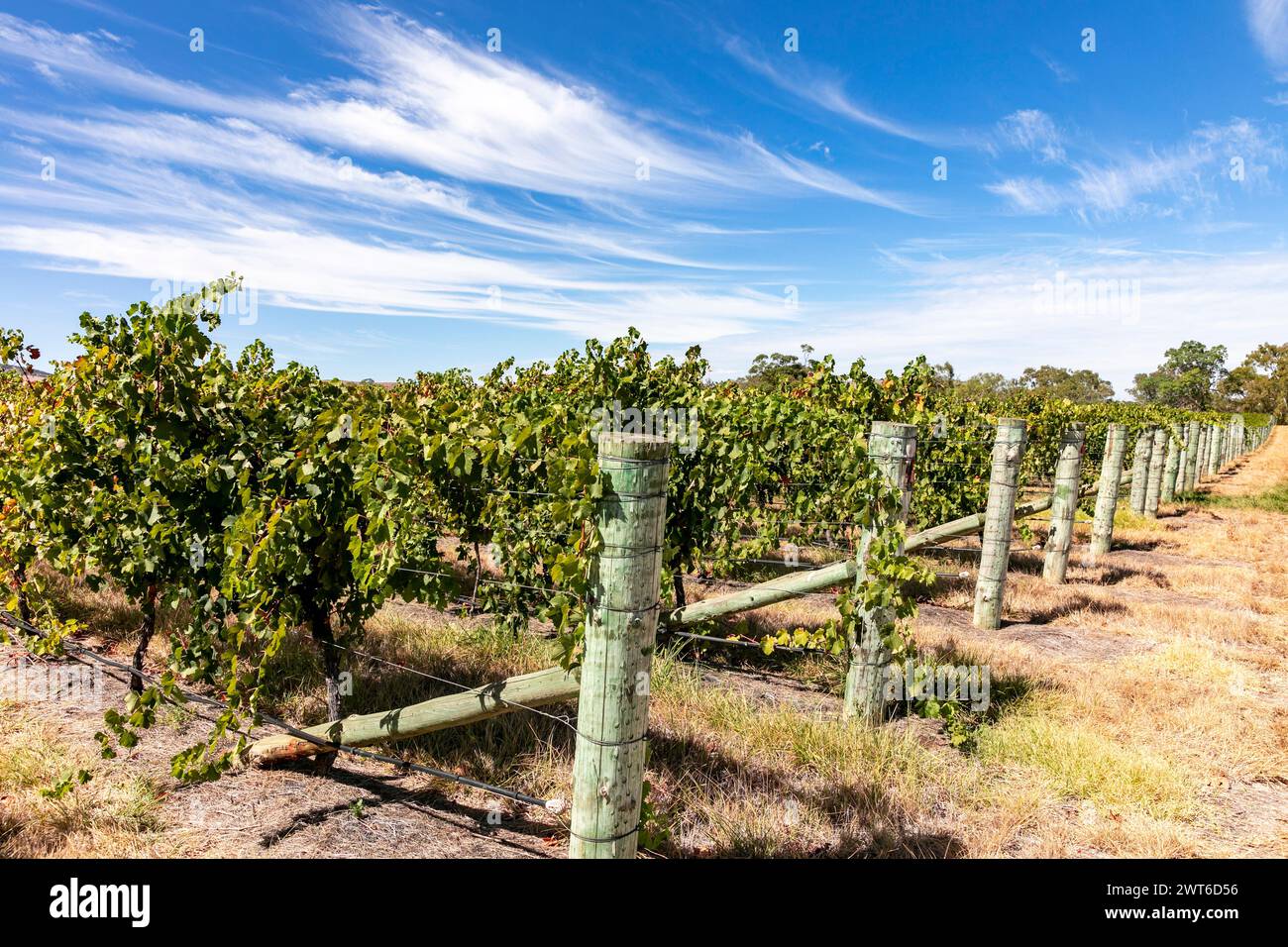 Barossa Valley South Australia, famous wine region with vineyards of grapes growing in the March ...