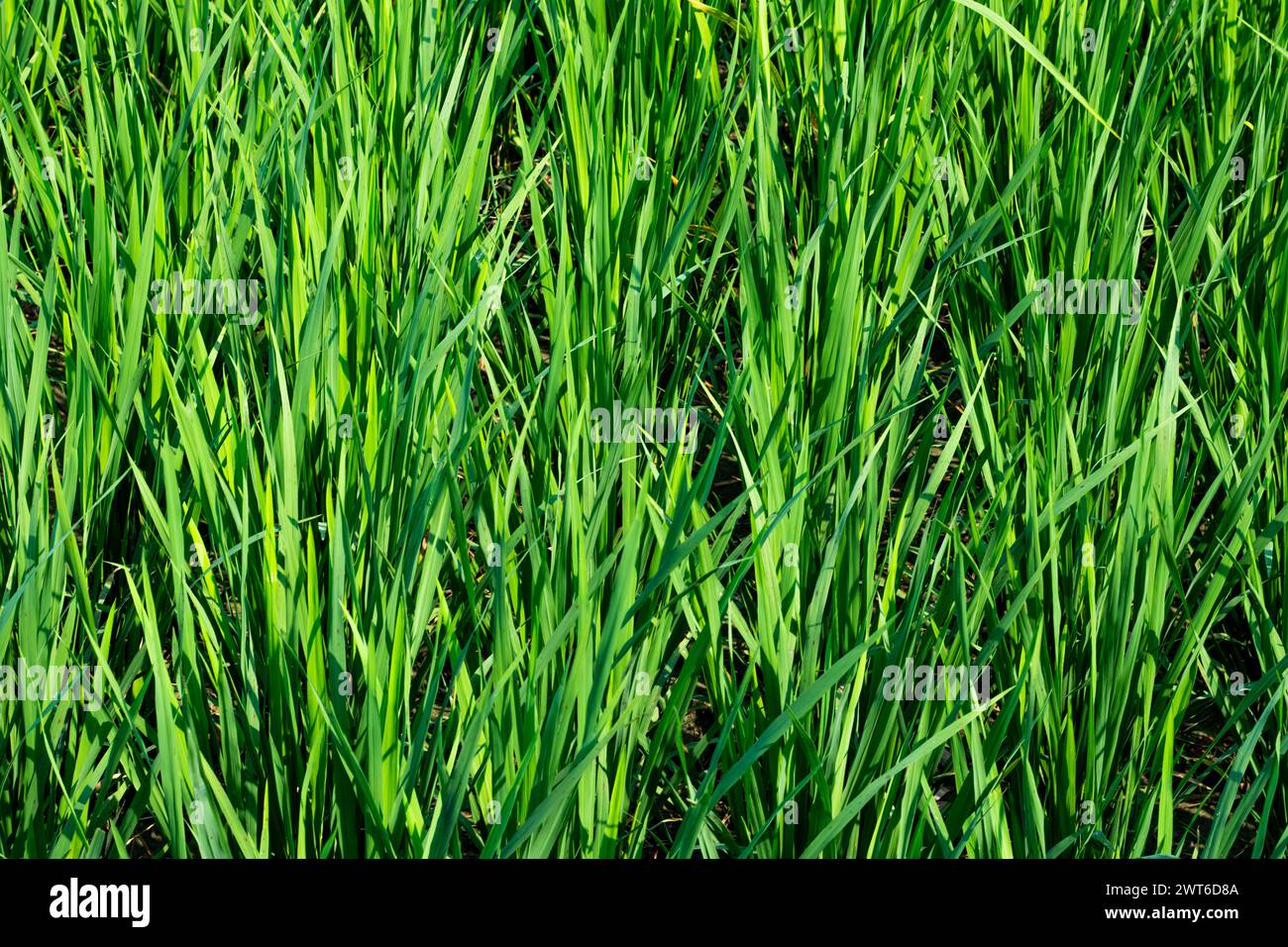 Close-up shot of paddy leaves in the rice field with pattern. Green ...