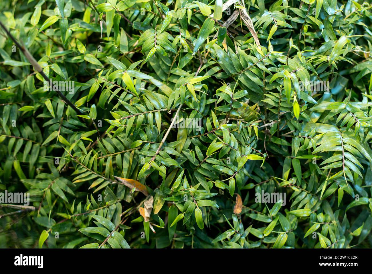 Lungichor, Oplismenus compositus, the running mountain grass, is a ...